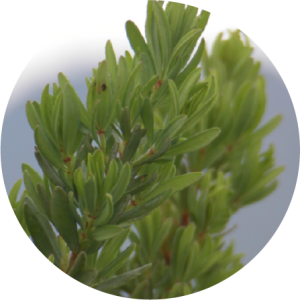 South African Honeybush Tea Association | Where natural wellness meets ...