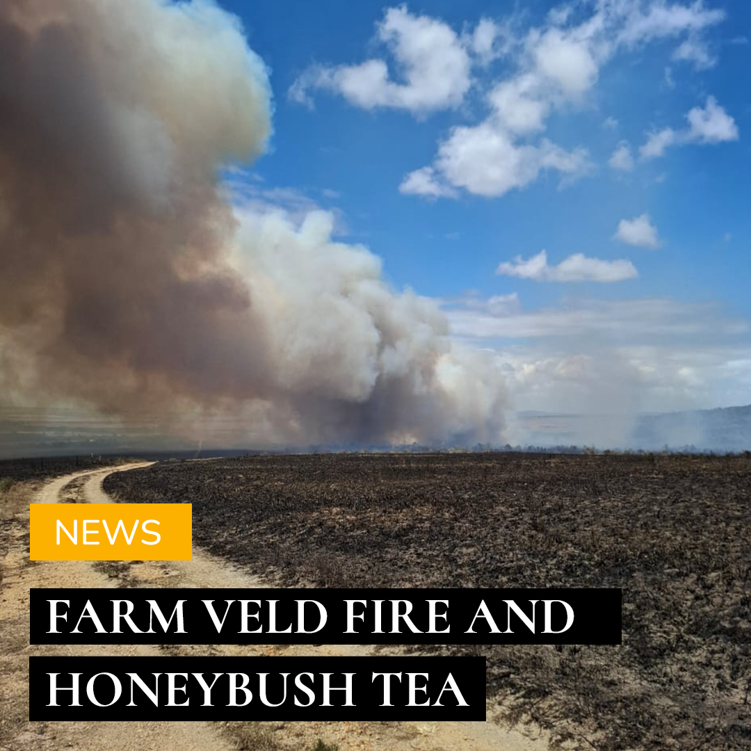 South African Honeybush Tea Association | Where natural wellness meets ...